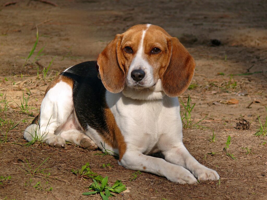 How_A_Stray_Dog_CNF_PSM13-Kurt-Schmidt – PLEASE SEE ME