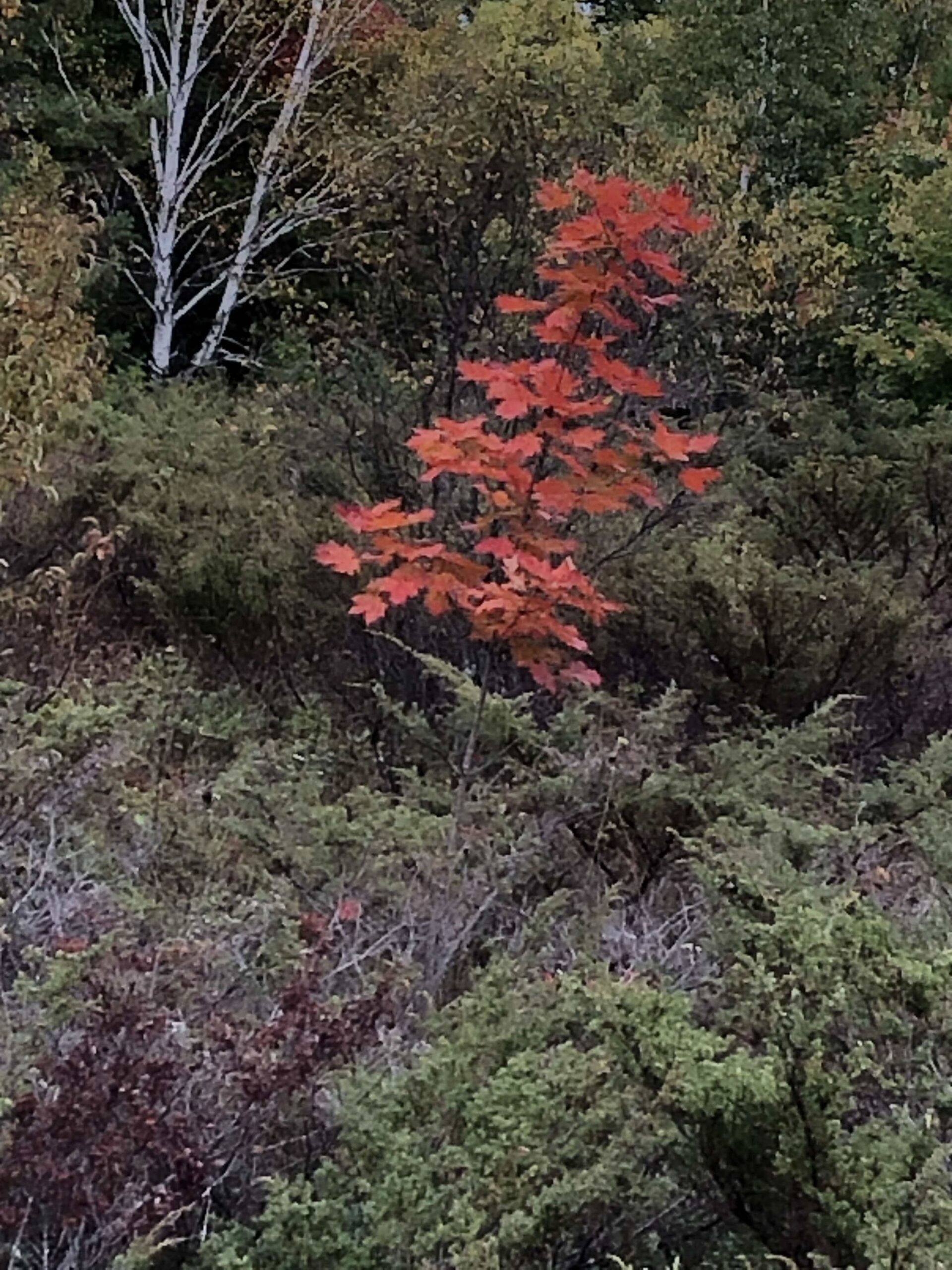 Letter from the Poetry Editor – PLEASE SEE ME
